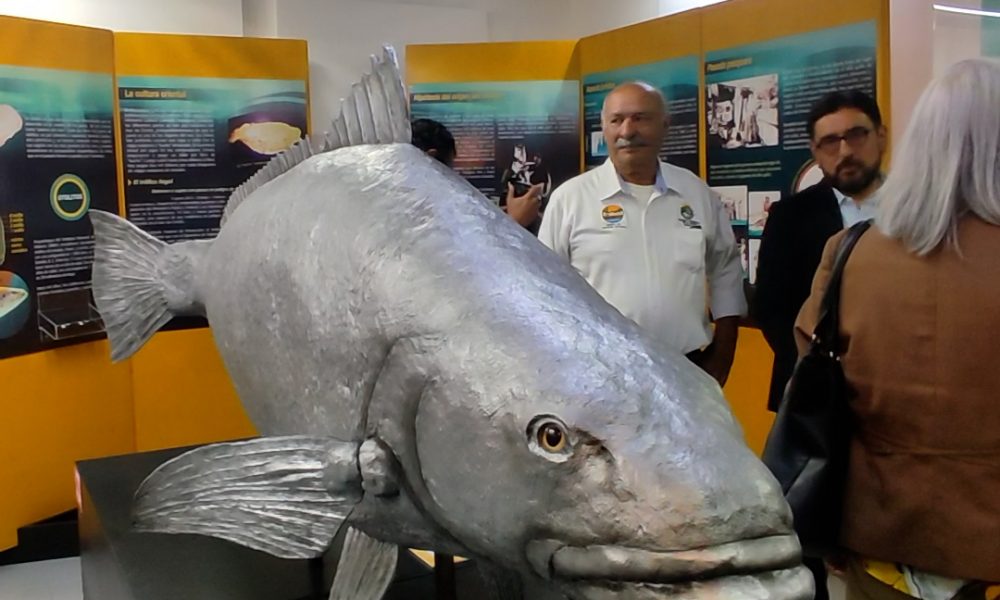Se inauguró la exposición “La Totoaba Gigante del Alto Golfo de ...